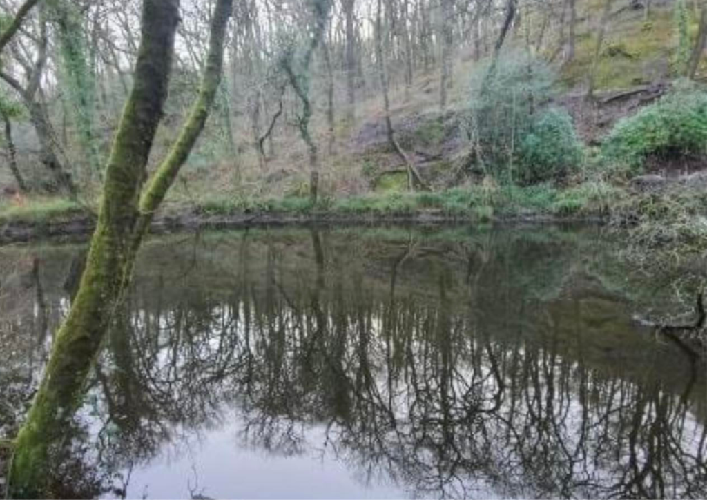 Clyne Pond - South Wales Fishing Society